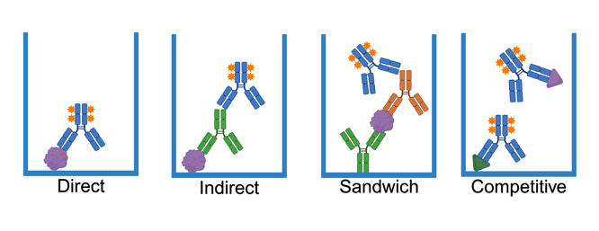 Antibodies 101: The Four ELISAs and When to Use Them
